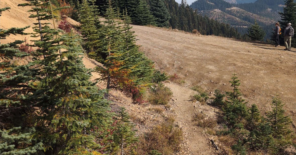 Road 7038 Spring Spur Access Point | Explore the Pacific Crest Trail