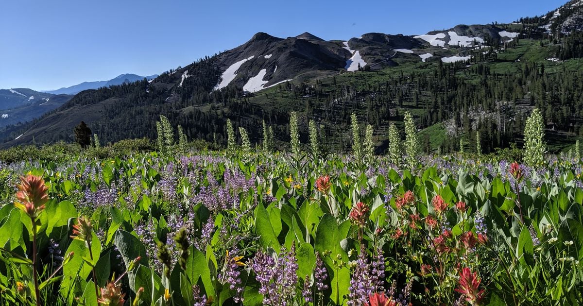 Quiet PCT Hike from Carson Pass to Forestdale Creek